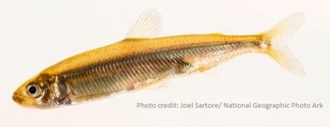 Smelt Research – Fish Conservation Physiology Lab