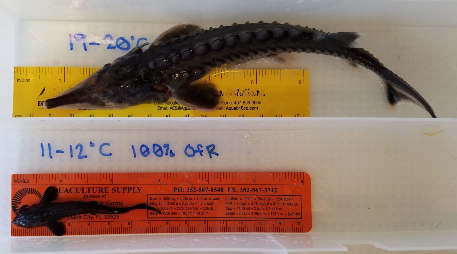 Sturgeon Research – Fish Conservation Physiology Lab