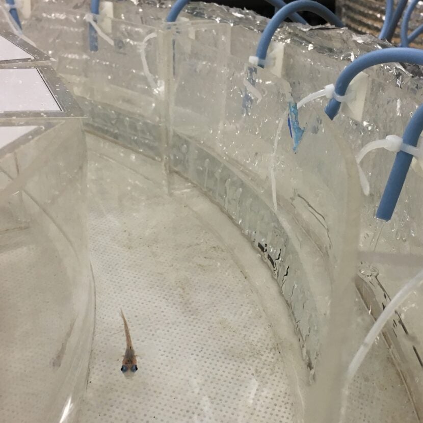 More Research – Fish Conservation Physiology Lab