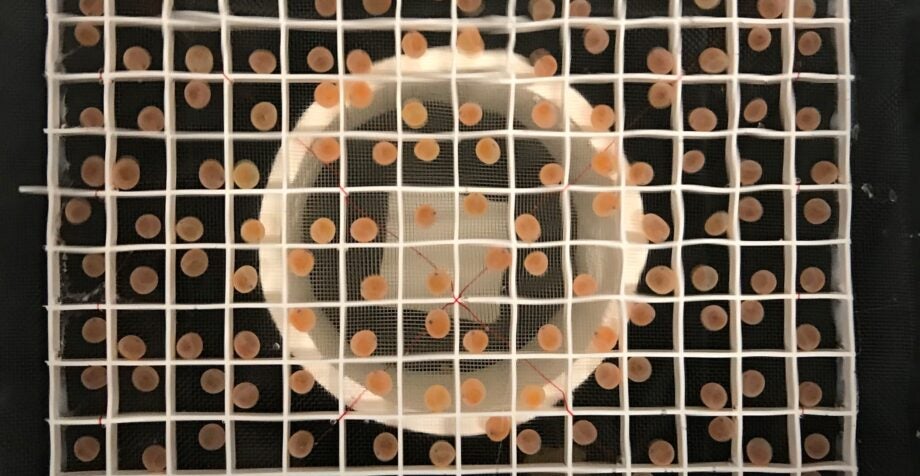 Evaluating the Effects of Thiamine Deficiency in Chinook Salmon – Fish ...